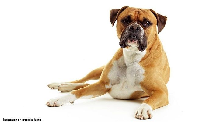 Perbedaan Anjing dan Serigala » AnjingPedia