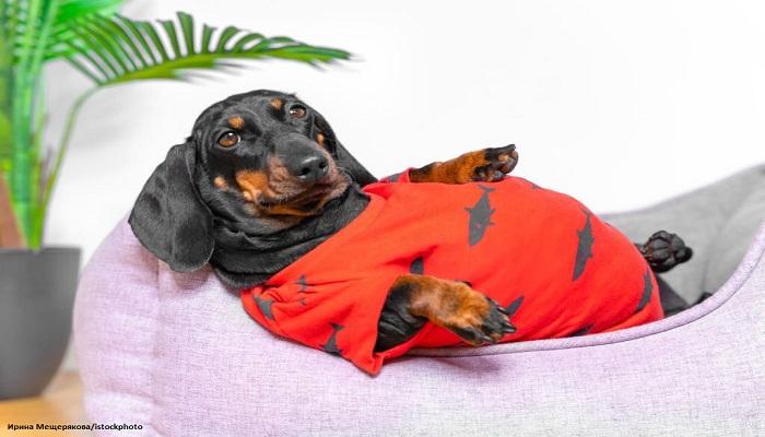 Penyebab Anjing Berak Darah » AnjingPedia